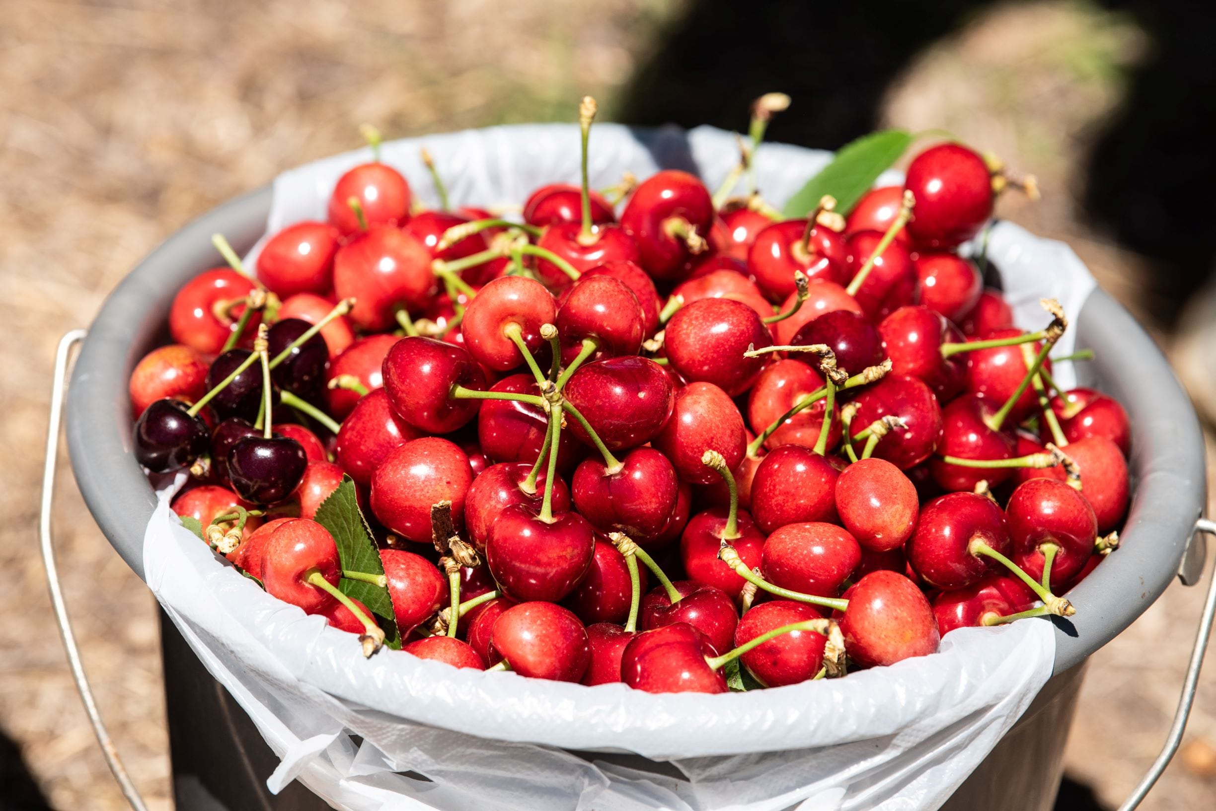 Young Cherry Festival: A family guide - Family Travel
